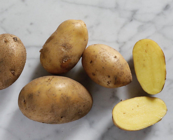 Potato, Dutch Cream – Hillview Farms